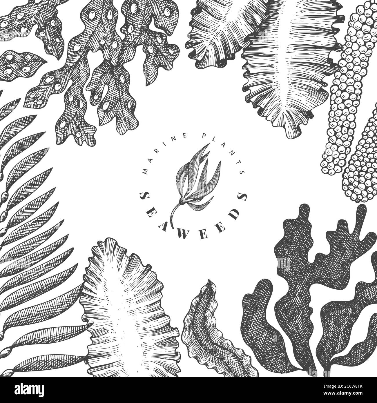 Seaweed design template. Hand drawn vector seaweeds illustration ...