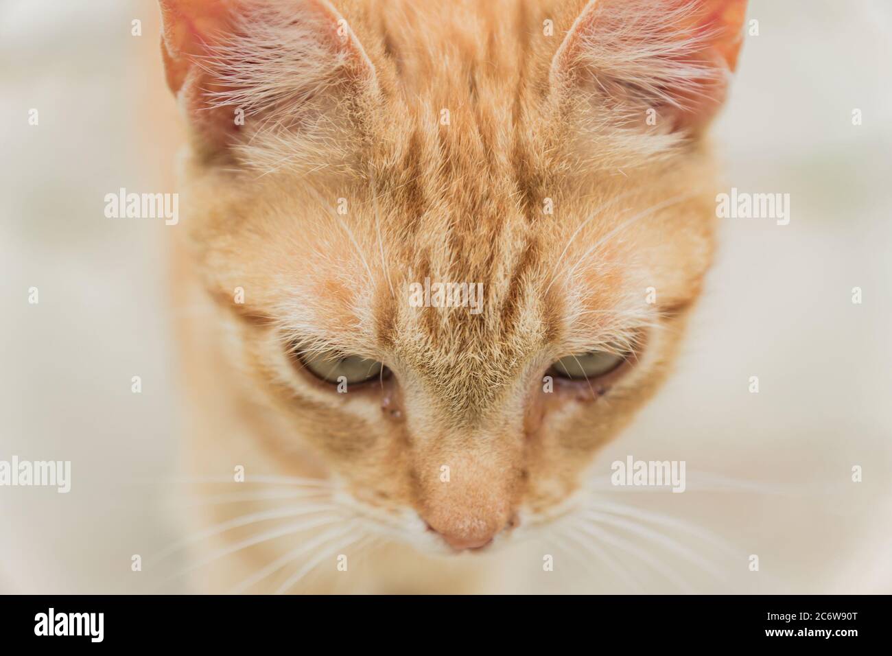 Cat walking alone outside close hi-res stock photography and images - Alamy