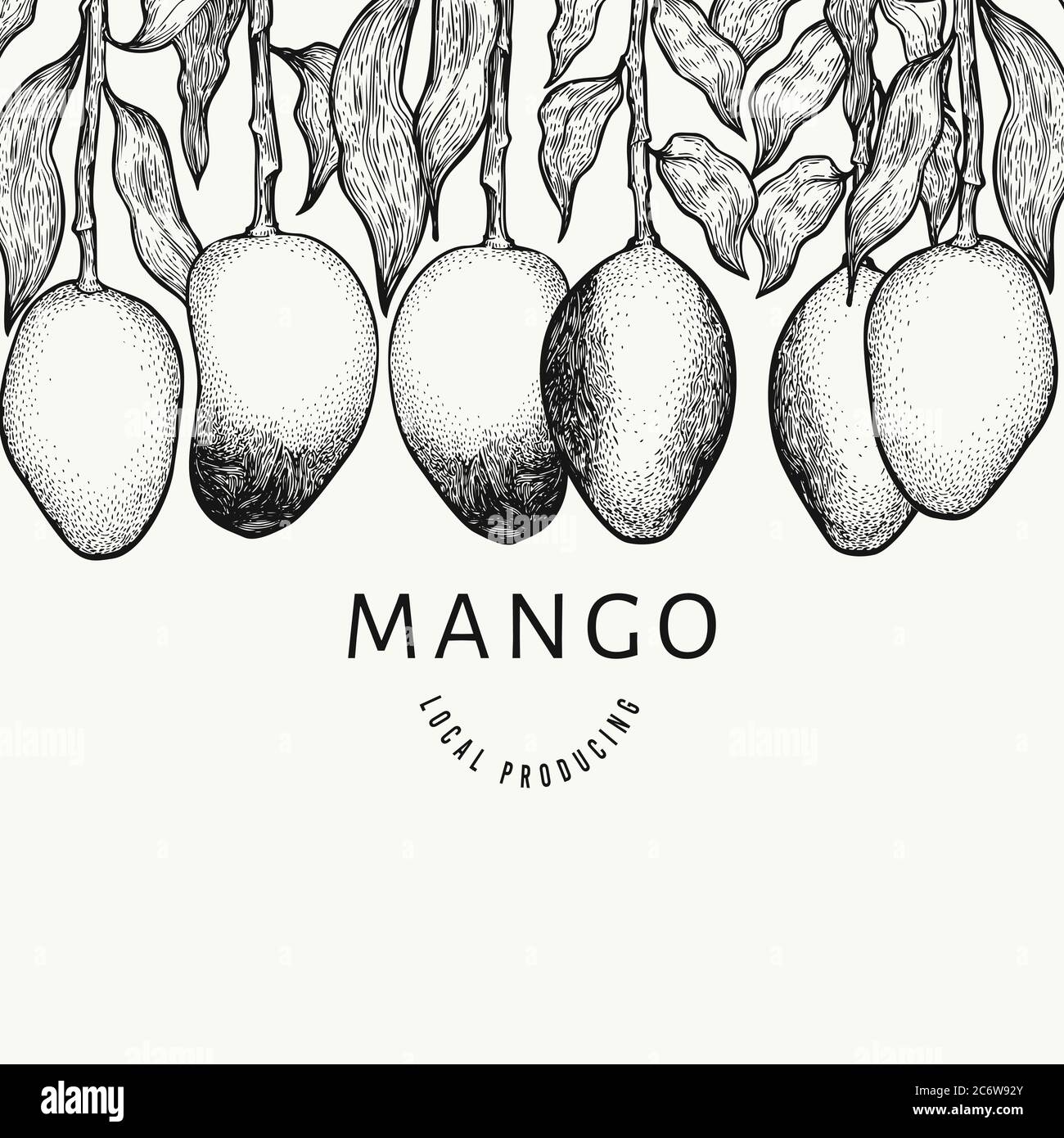 Mango design template. Hand drawn vector tropic fruit illustration ...