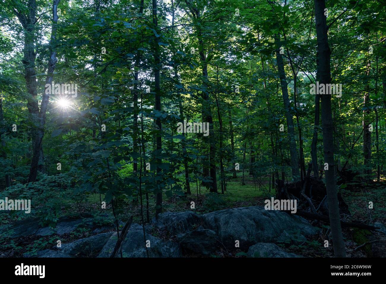 Morning sun rising behind forest trees Stock Photo - Alamy