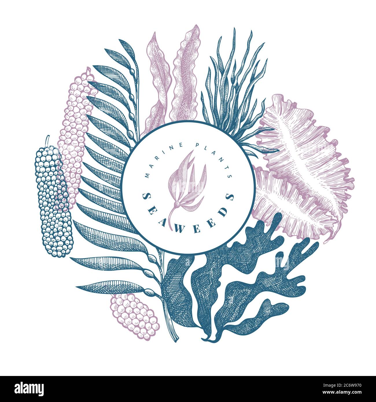 Seaweed design template. Hand drawn vector seaweeds illustration ...
