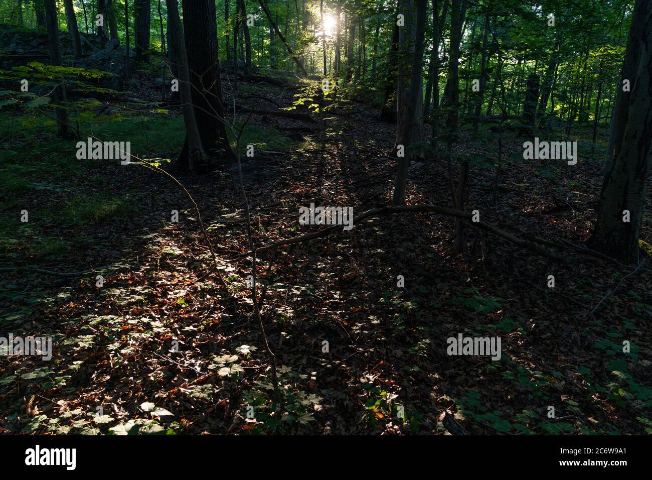 Morning sun rising behind forest trees Stock Photo - Alamy