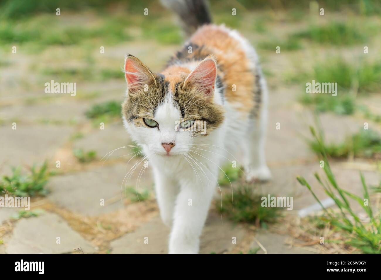 Stray cats walking on hi-res stock photography and images - Alamy