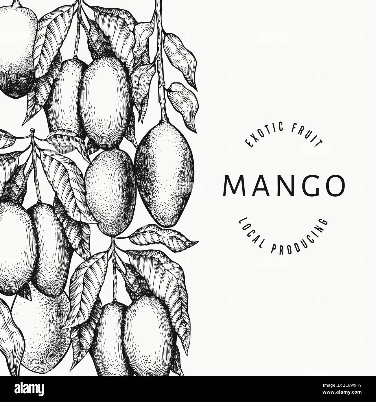 Mango design template. Hand drawn vector tropic fruit illustration ...