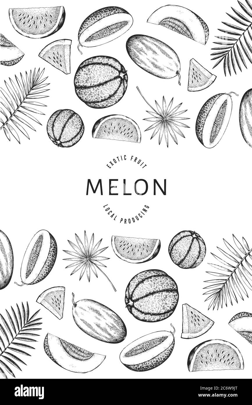 Watermelons, melons and tropical leaves design template. Hand drawn ...