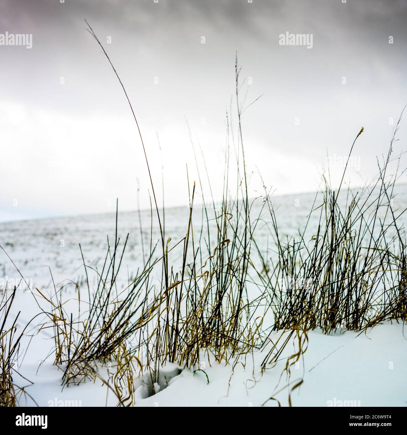 Grass by the snow hi-res stock photography and images - Alamy