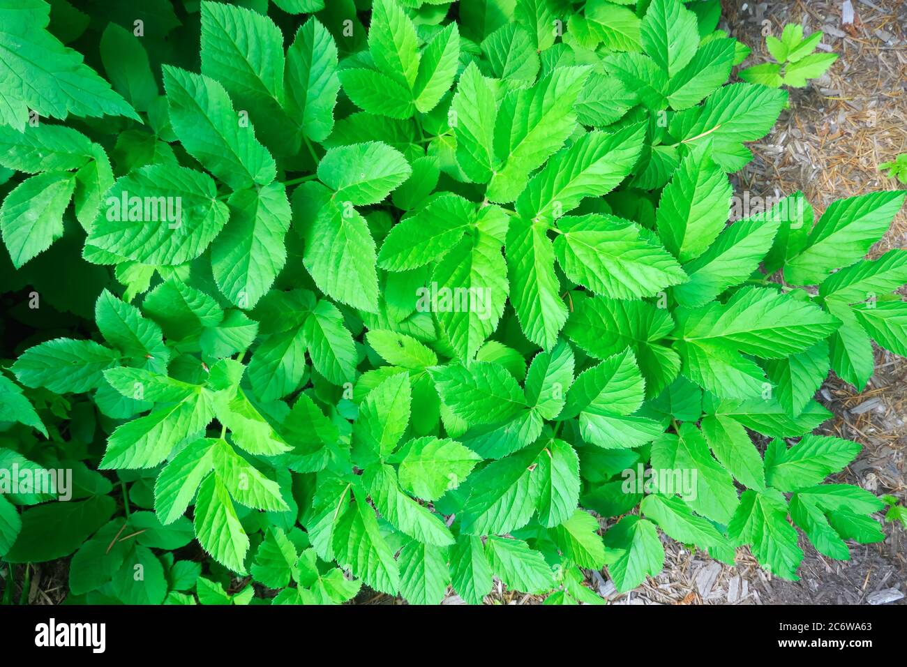 Gout weed hi-res stock photography and images - Alamy