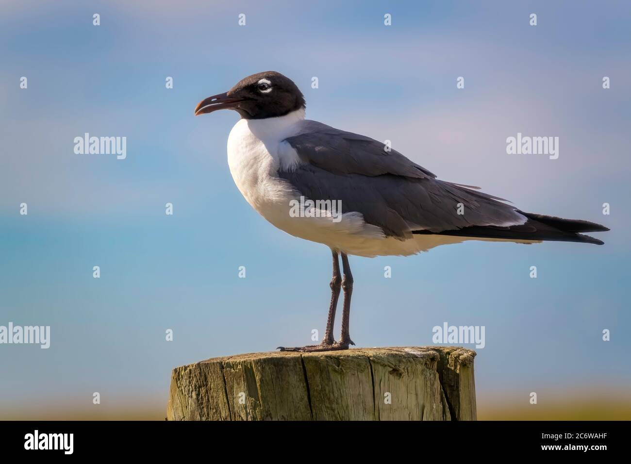 Seagull sitting wooden pole hi-res stock photography and images - Alamy