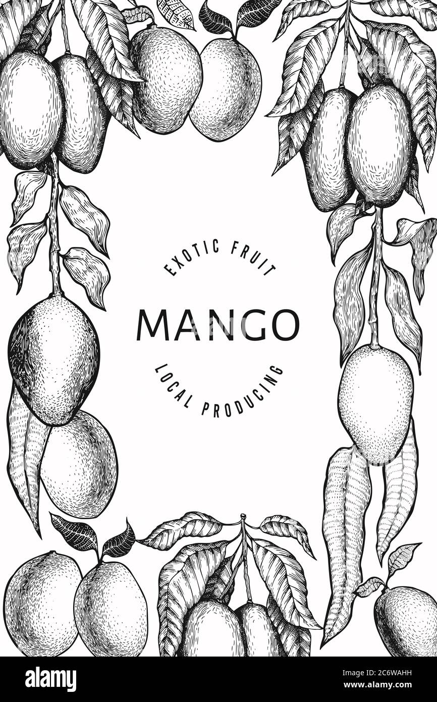 Mango design template. Hand drawn vector tropic fruit illustration ...