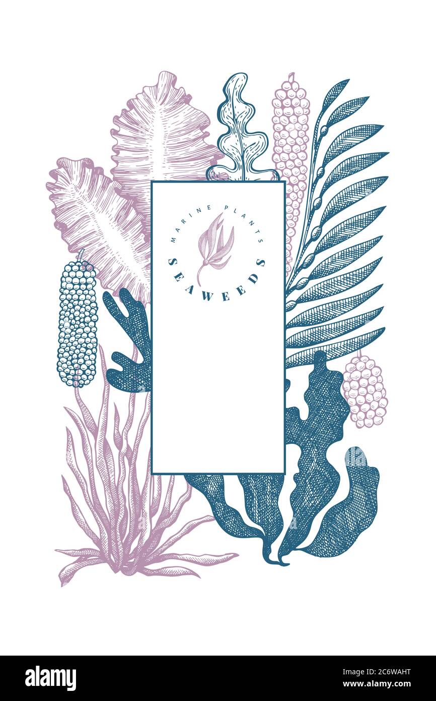 Seaweed design template. Hand drawn vector seaweeds illustration ...