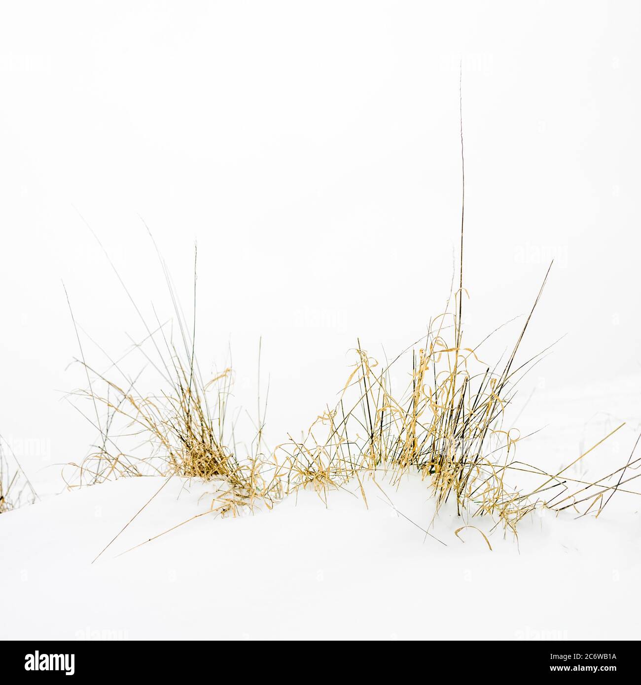 Winter landscape with sparse grass emerging from fresh snow in a serene ...