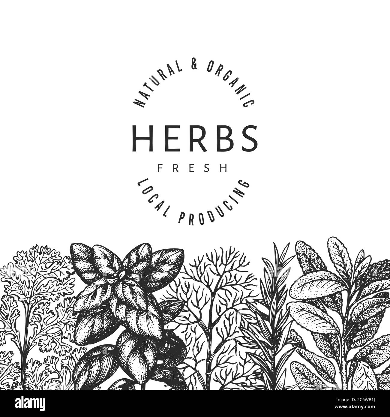 Culinary herbs banner template. Hand drawn vintage botanical ...