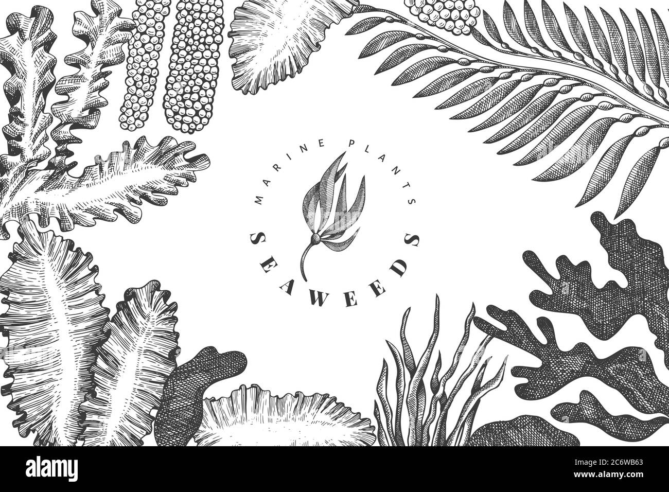 Seaweed design template. Hand drawn vector seaweeds illustration ...