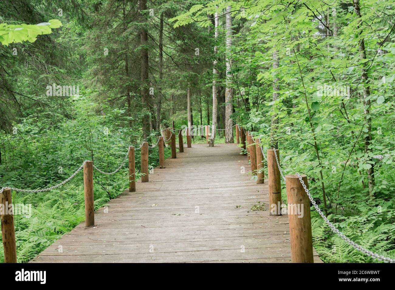 wooden path over forest in the countryside Stock Photo - Alamy