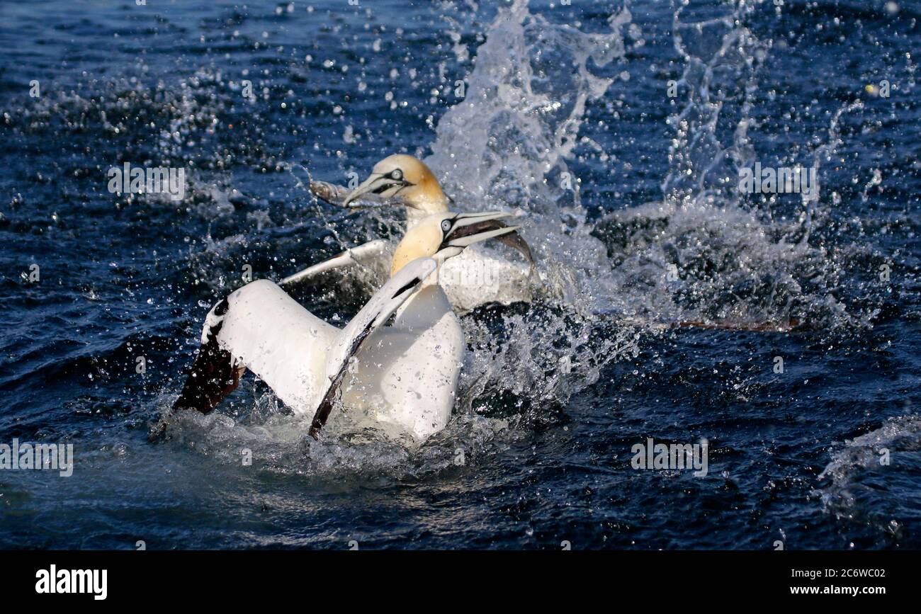Northern gannet feeding hi-res stock photography and images - Alamy