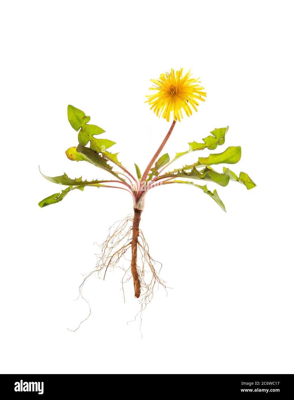 Dandelion (Taraxacum officinale) showing the structure of the entire ...
