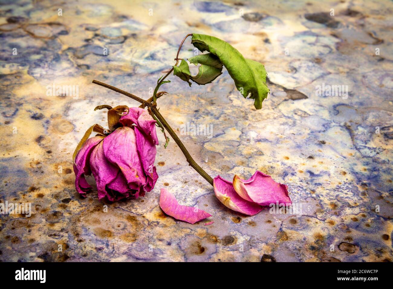 Withering pink rose on a textured surface captures the essence of ...