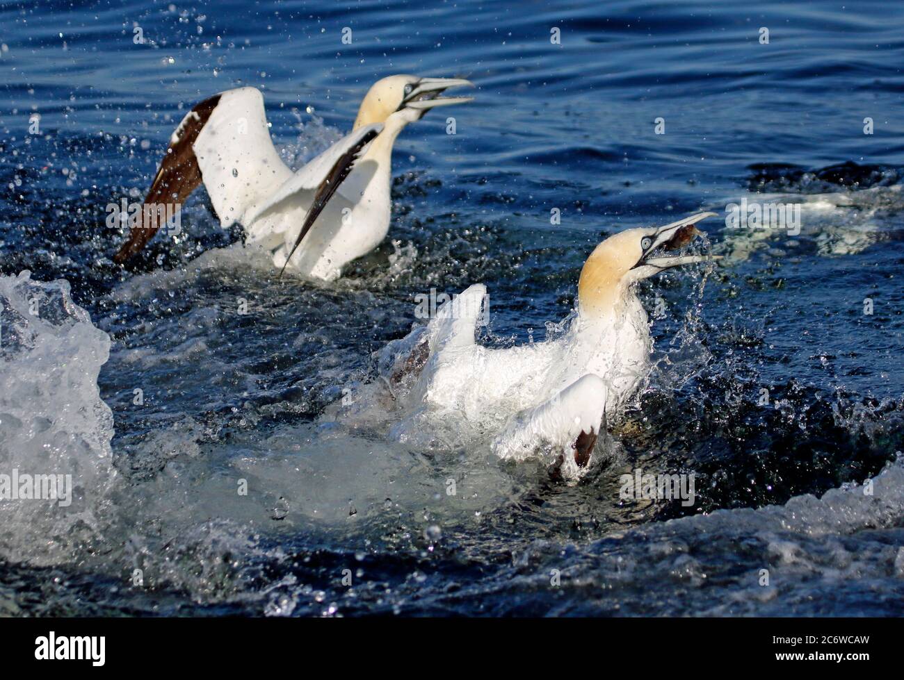 Northern gannets diving for fish in the North sea off the coast of ...