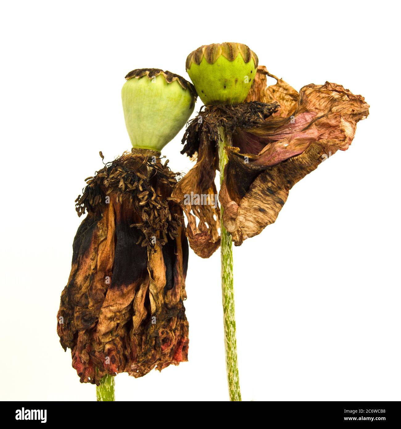 Poppy seed pods hi-res stock photography and images - Alamy