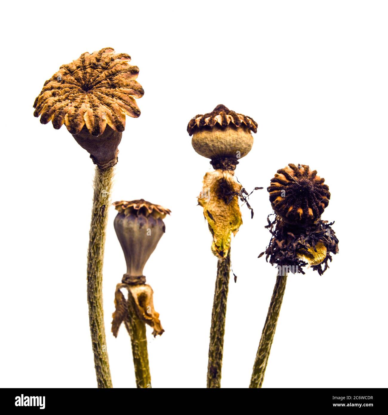 Dried poppy seed pods arranged artistically against a white background ...