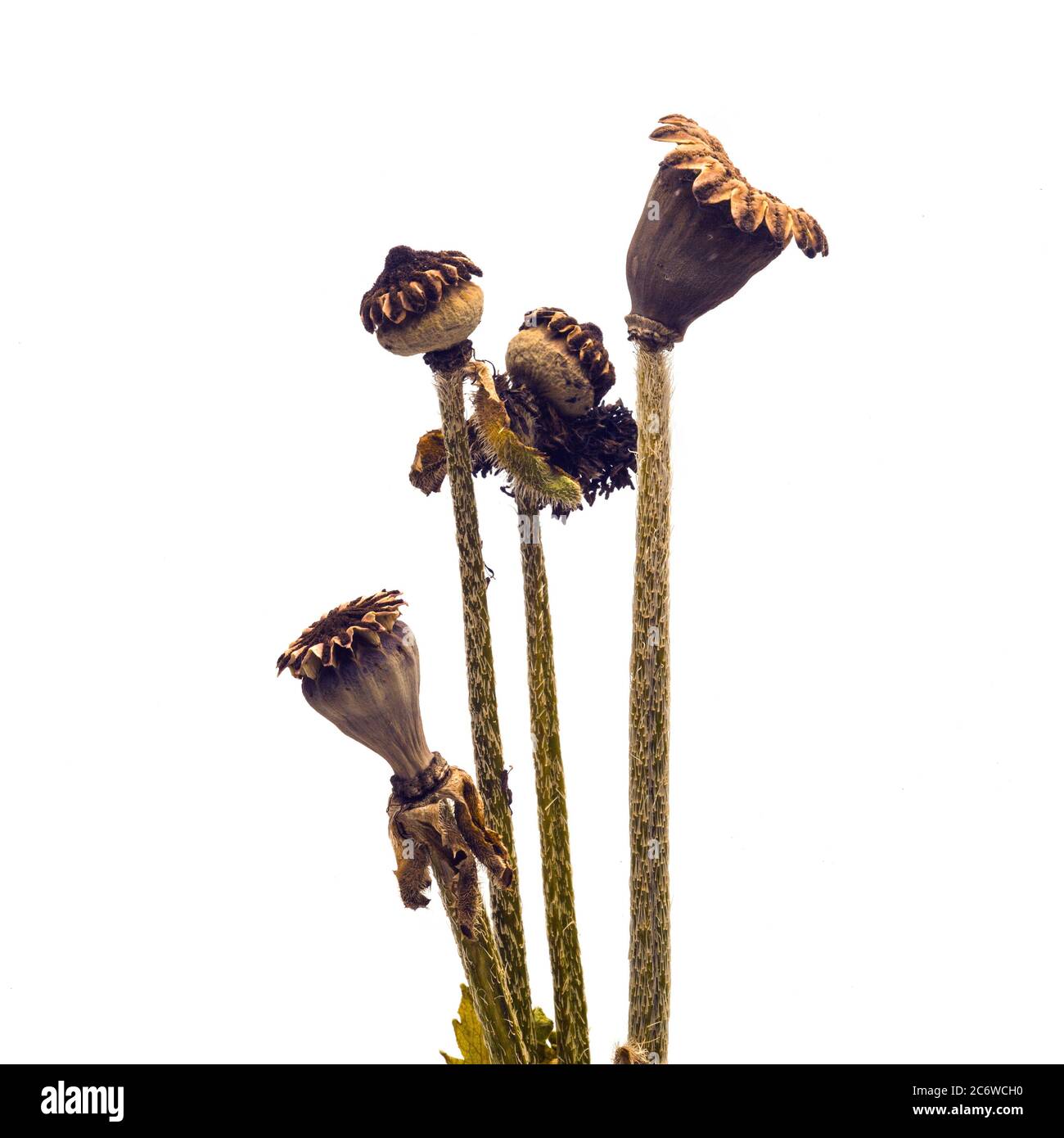 Dried poppy seed pods arranged artistically against a white background ...