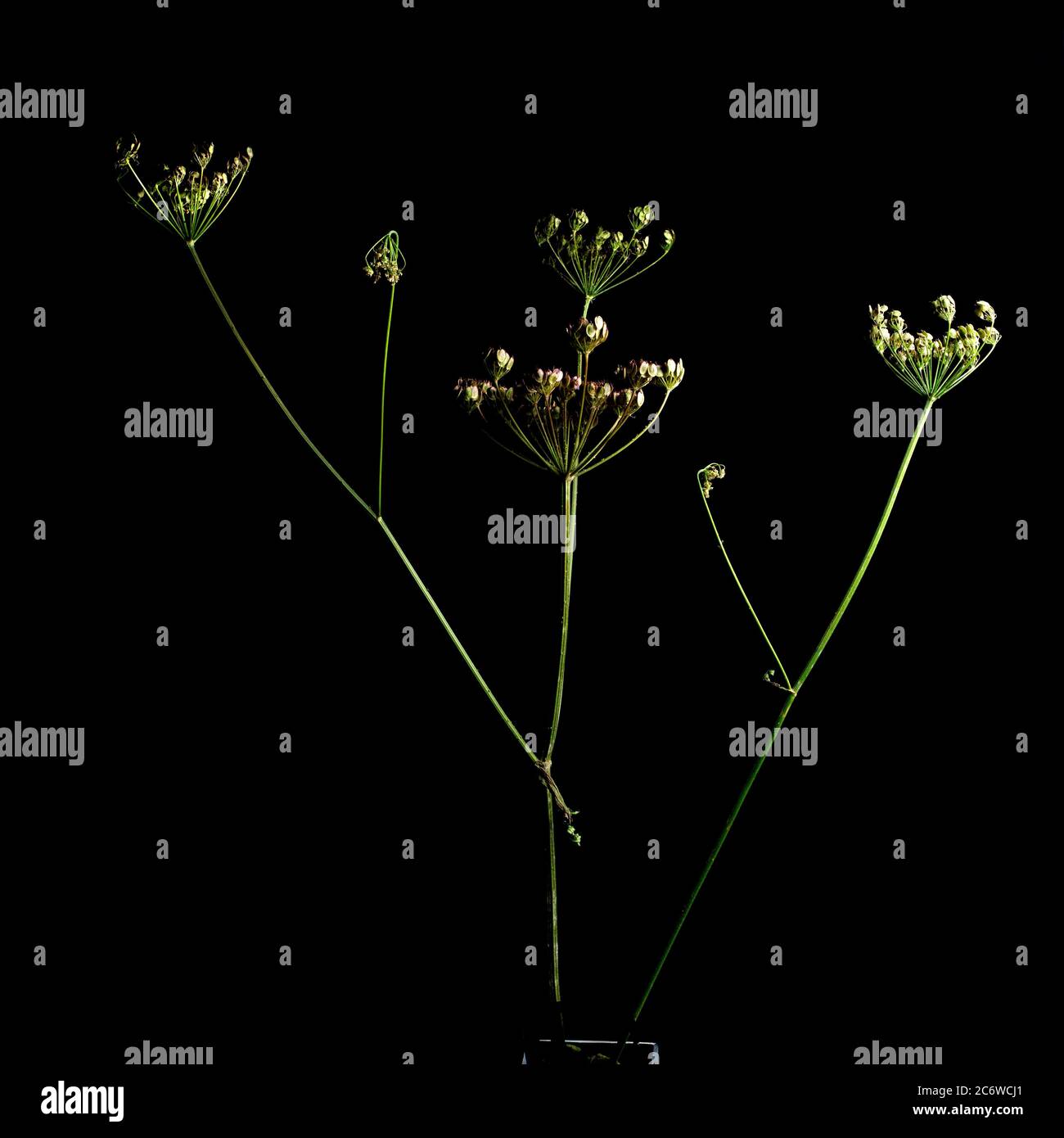 Fragile wildflower hi-res stock photography and images - Alamy