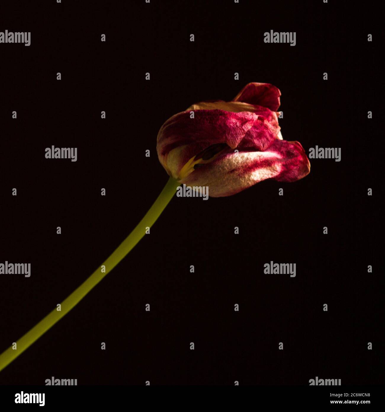 Faded red tulip on a black background Stock Photo - Alamy
