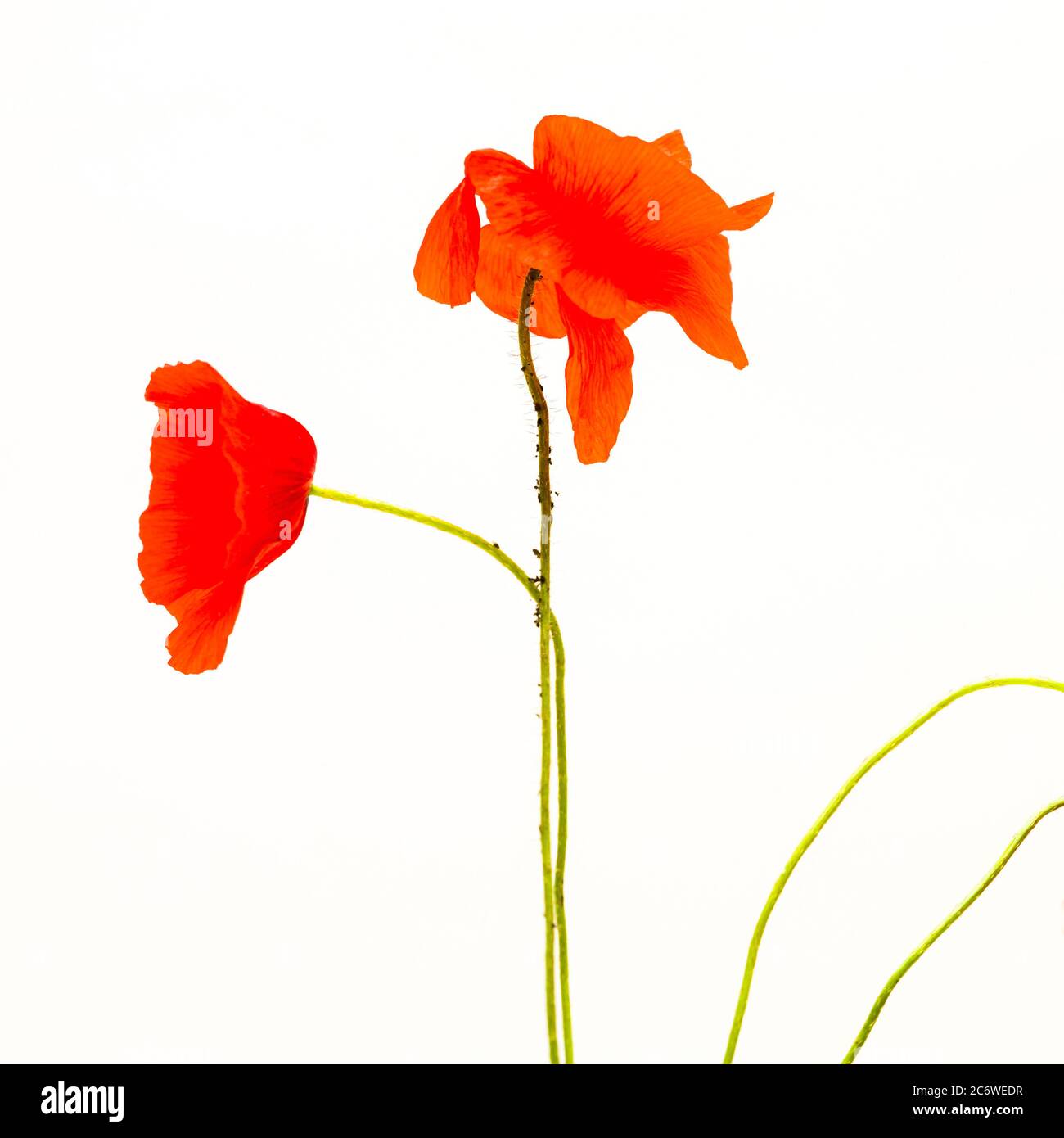 Showcasing delicate stems Cut Out Stock Images & Pictures - Alamy