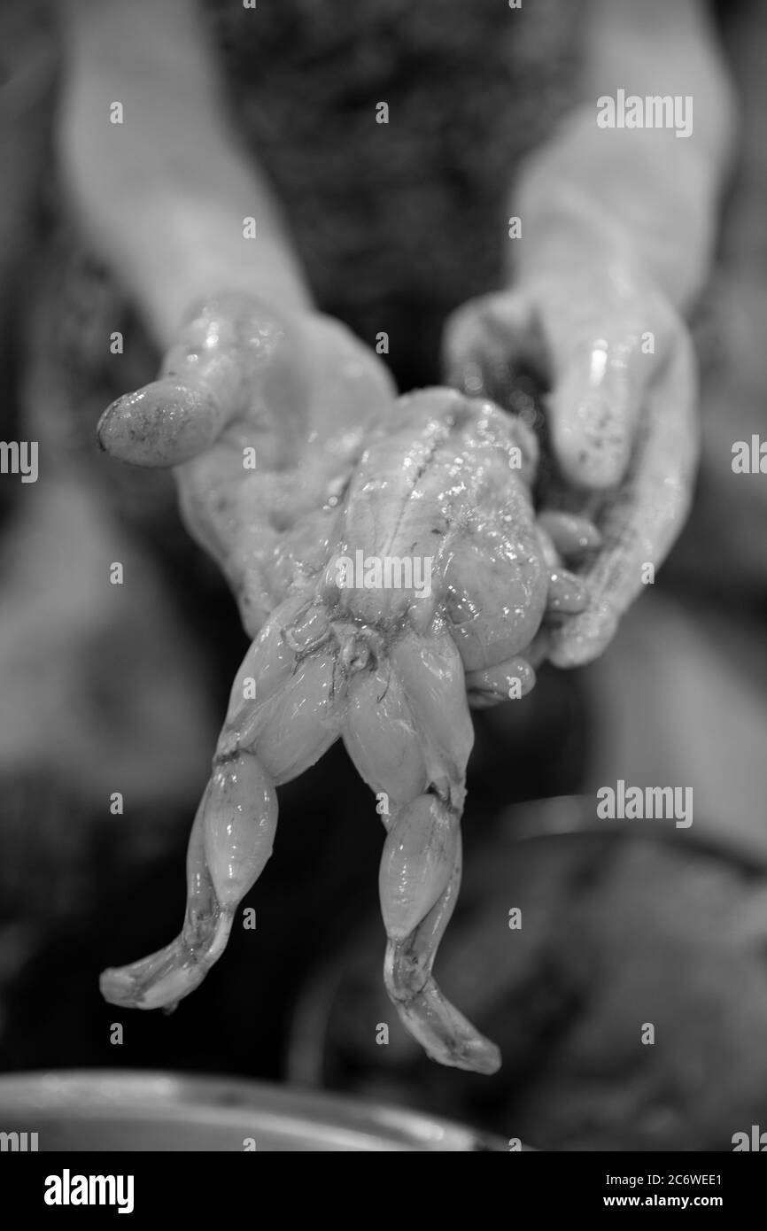 Street taste Black and White Stock Photos & Images - Alamy