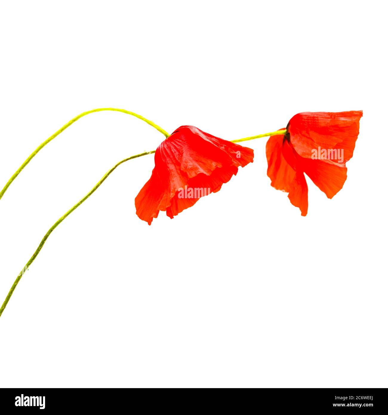 Poppies studio hi-res stock photography and images - Alamy