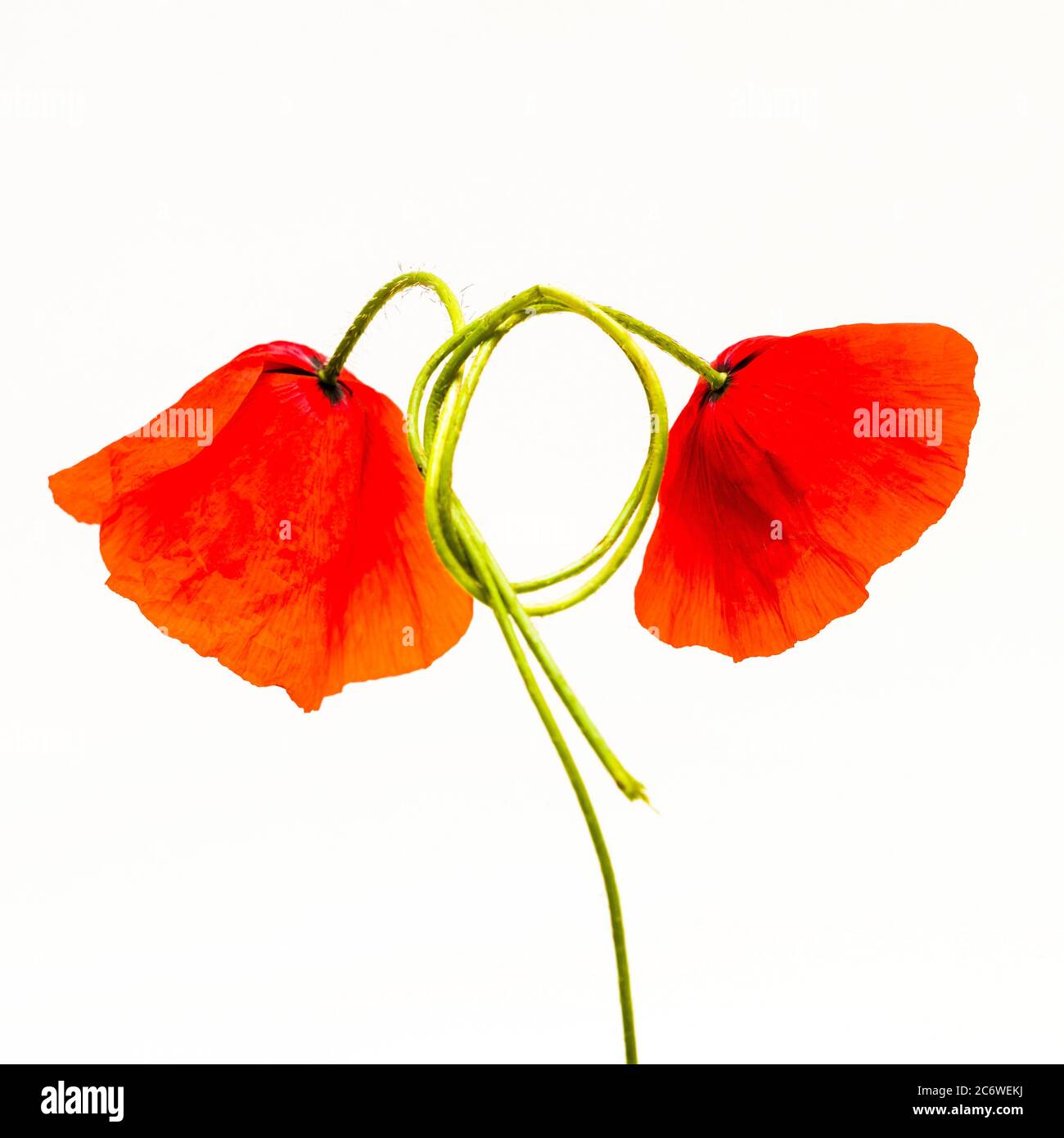 Two red poppies on a white background Stock Photo - Alamy