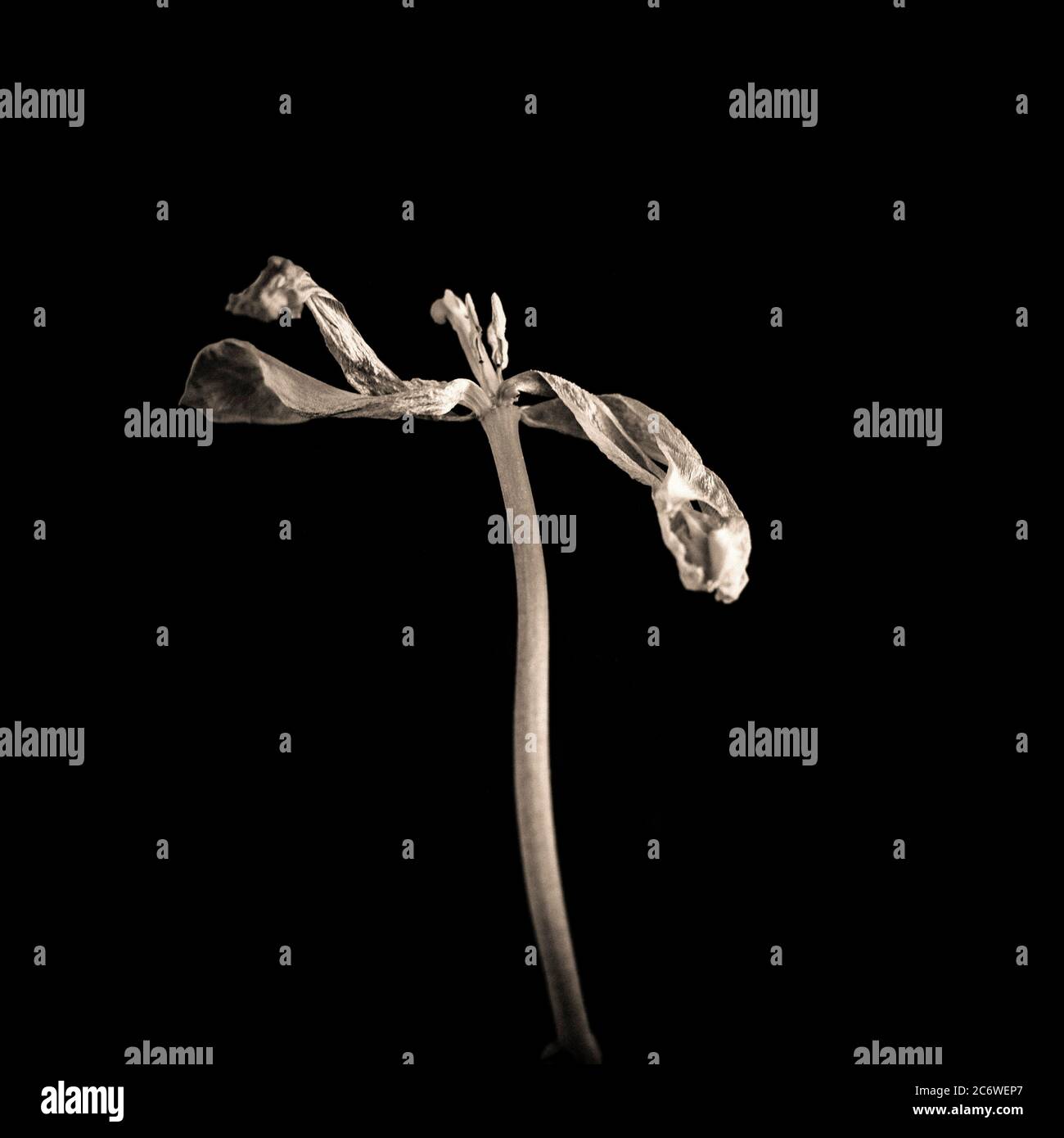 Dried flower stem with delicate petals against a black background in a ...