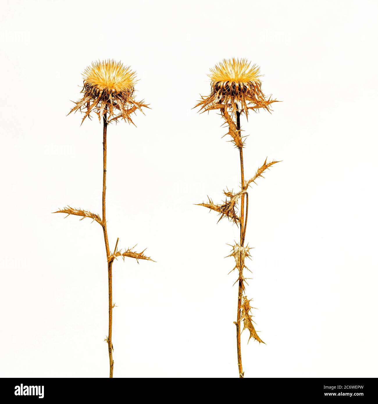 Close up wilted thistle hi-res stock photography and images - Alamy