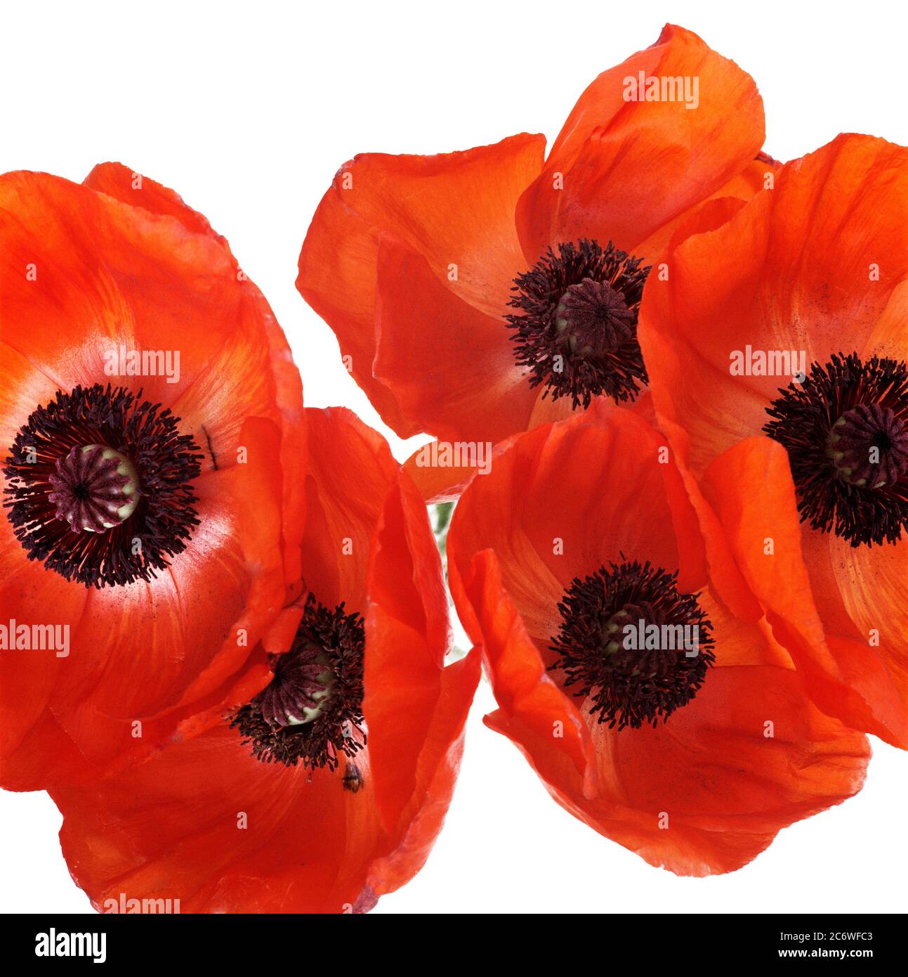 Bright red poppies arranged beautifully against a white background ...