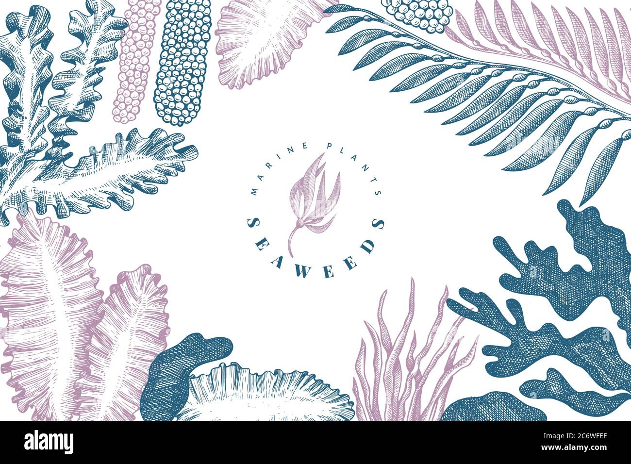 Seaweed design template. Hand drawn vector seaweeds illustration ...