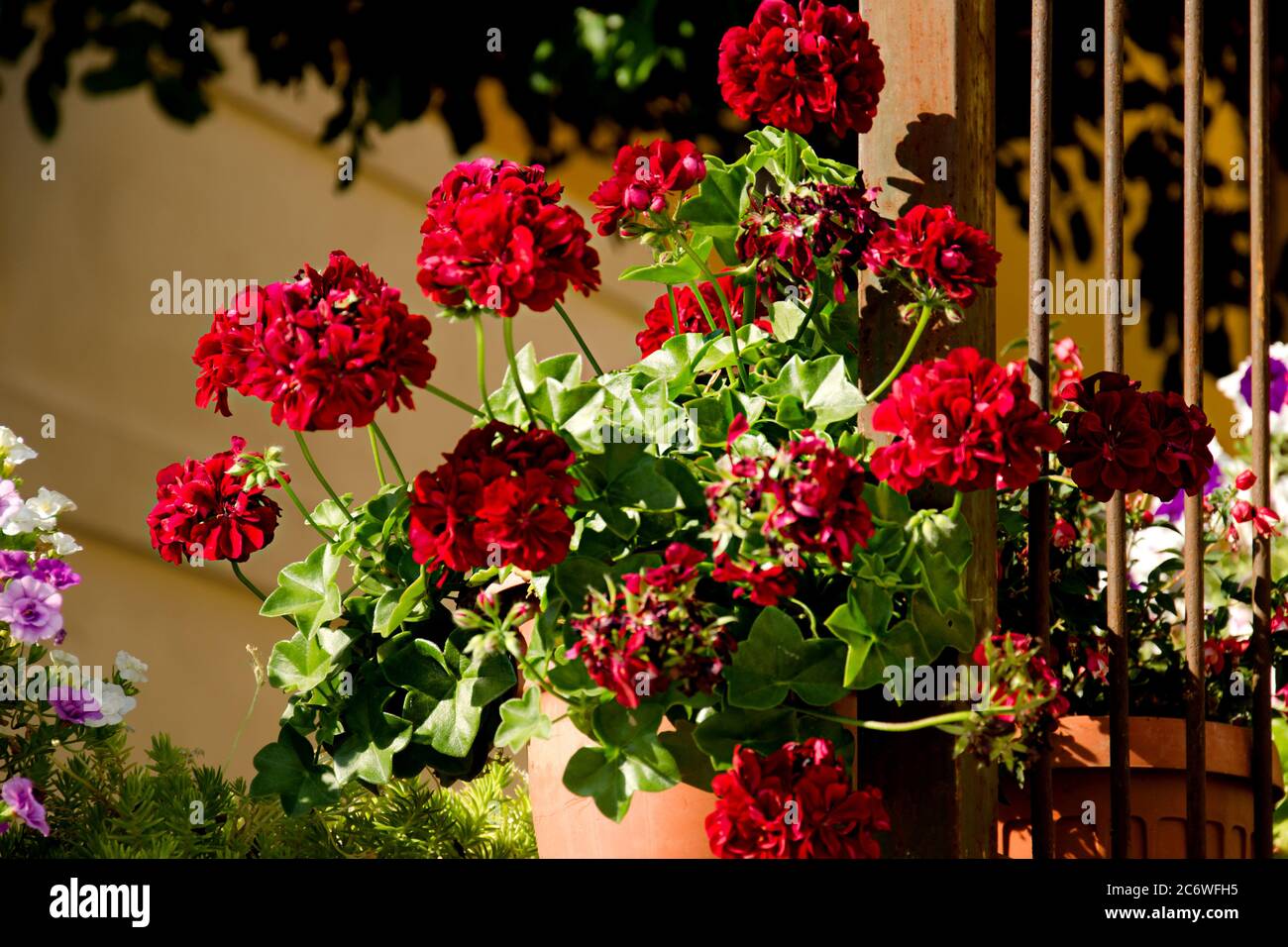 Deep red geranium plant in terracotta pot on Italian terrace ...
