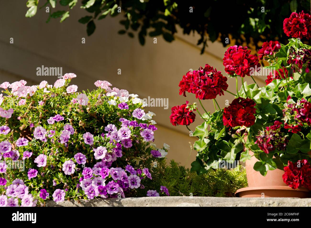 Deep red geranium and pretty purple plants in terracotta pots on ...
