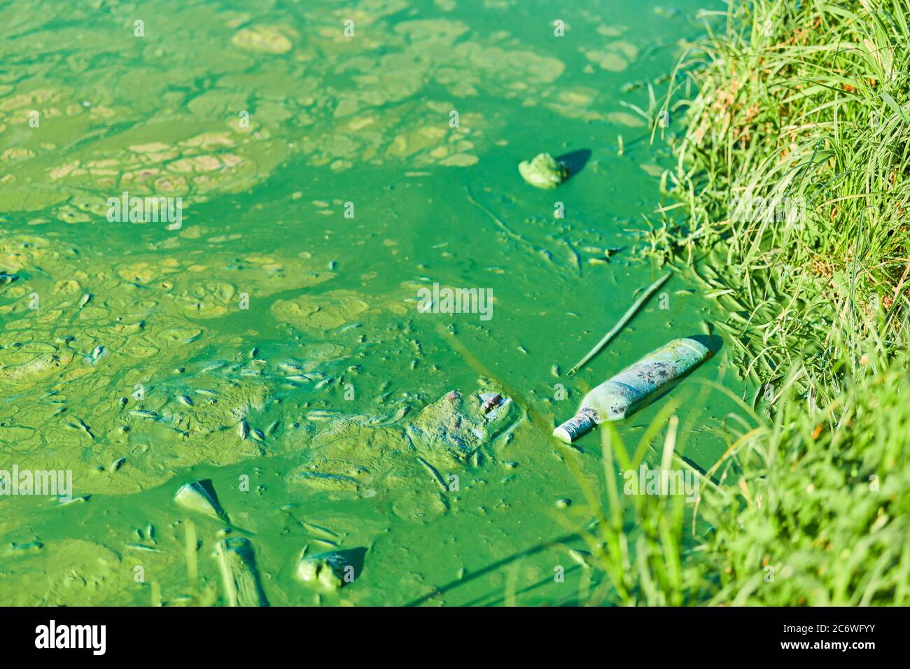 Environmental water pollution. Polluted river - dirty green water ...