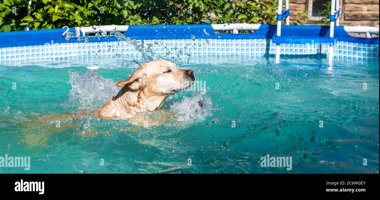 Dog Labrador swims in the frame pool outdoors Stock Photo - Alamy