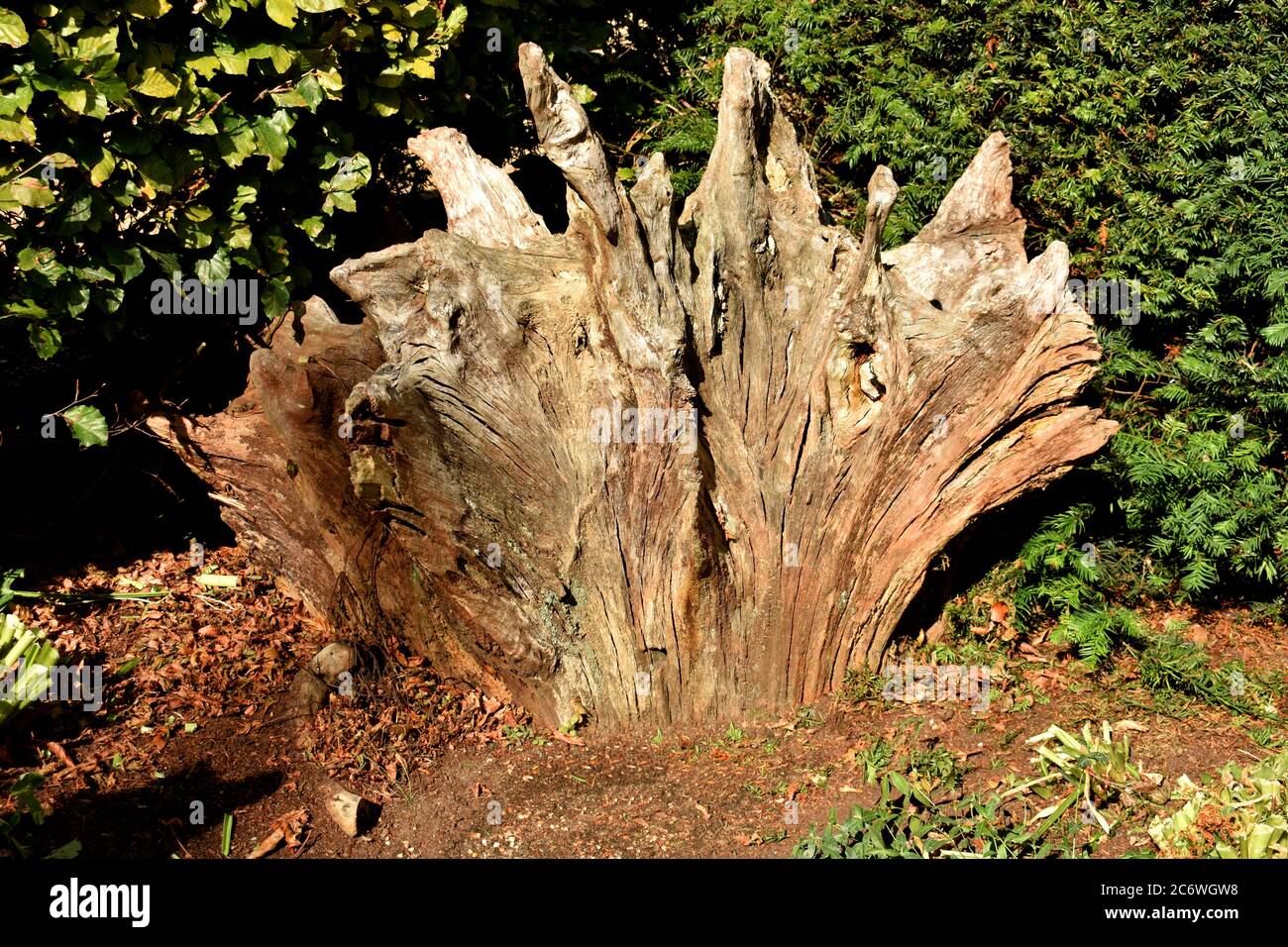 Upside down tree root hi-res stock photography and images - Alamy
