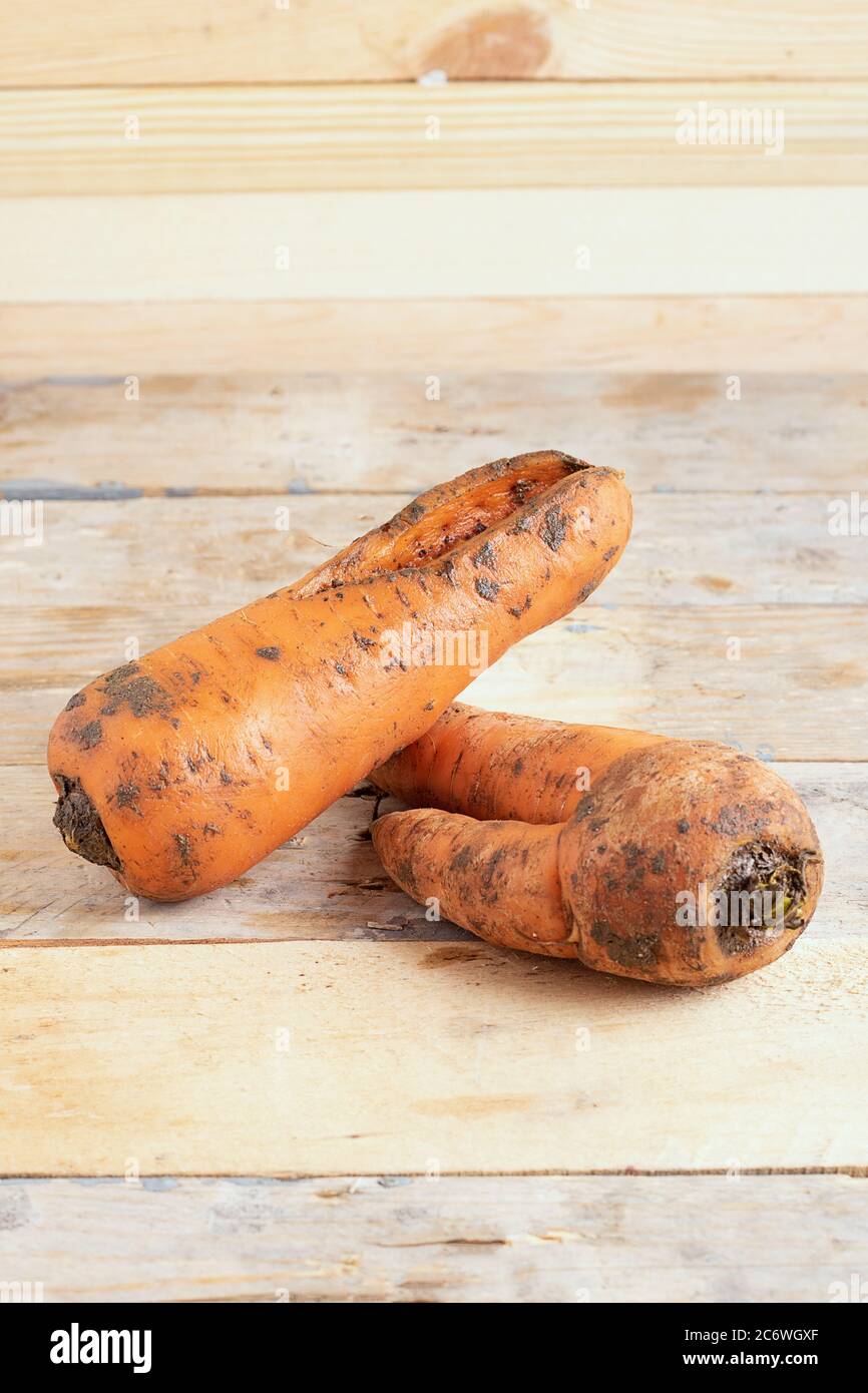 ugly carrots on wooden table. Monster carrot, food waste concept Stock ...