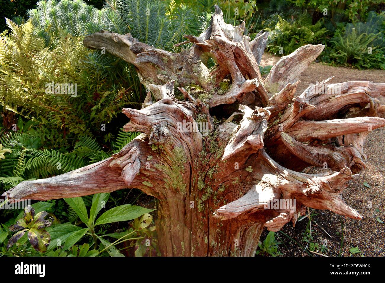 Old tree root, upside down creating feature in a garden Stock Photo - Alamy