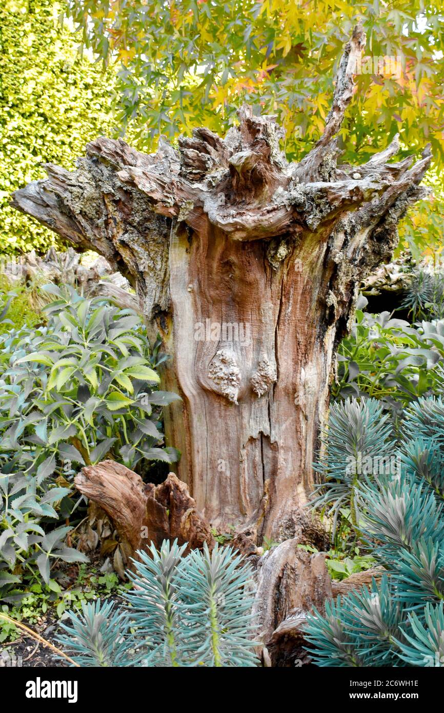 Upside down tree root hi-res stock photography and images - Alamy