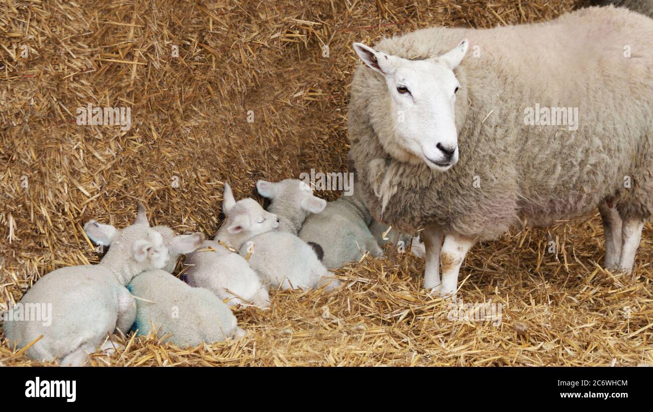 Sheep with her young lambs lying on straw in spring time at lambing ...