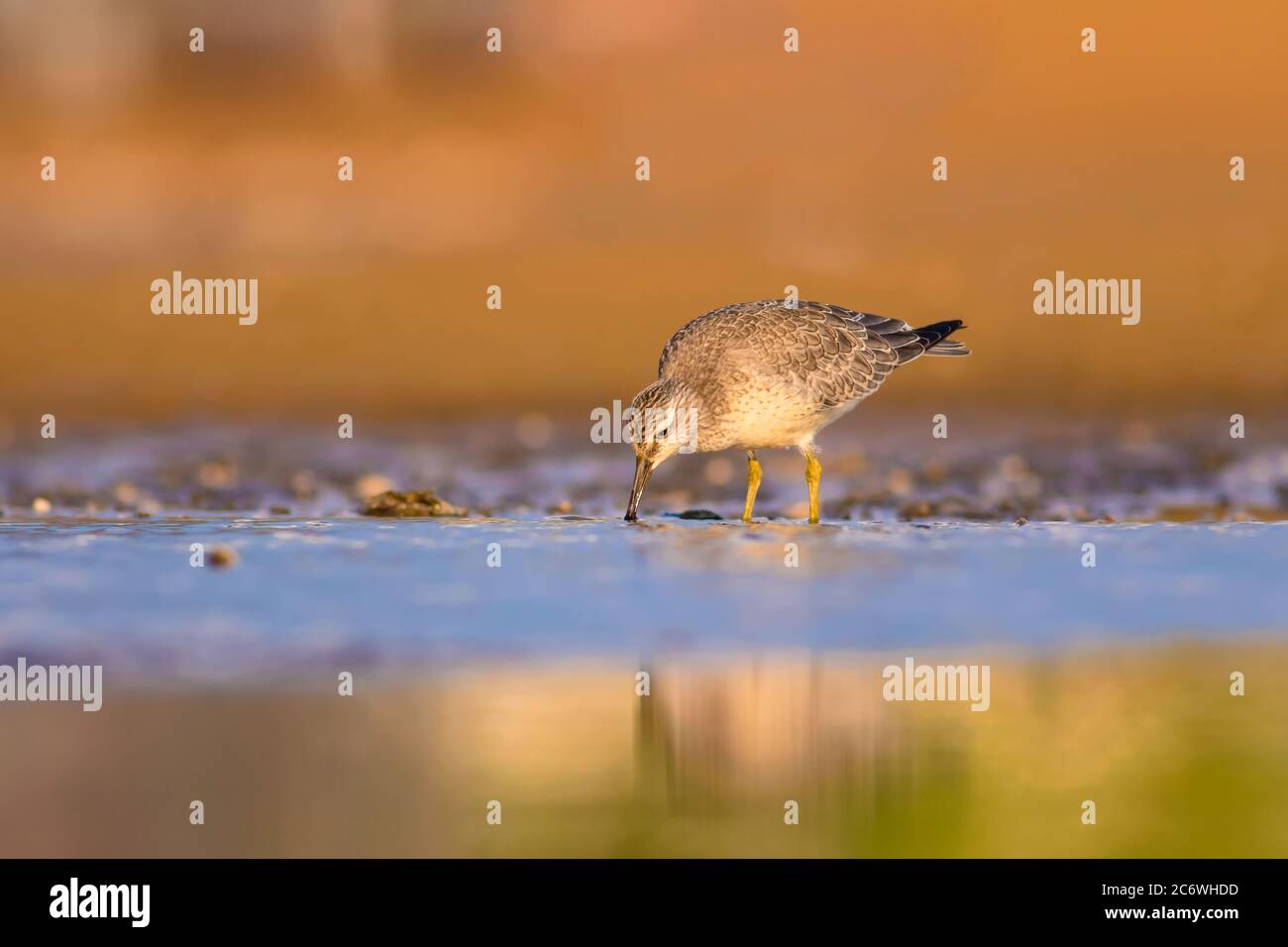 Cute water bird. Yellow nature background. Bird: Red Knot. Calidris ...