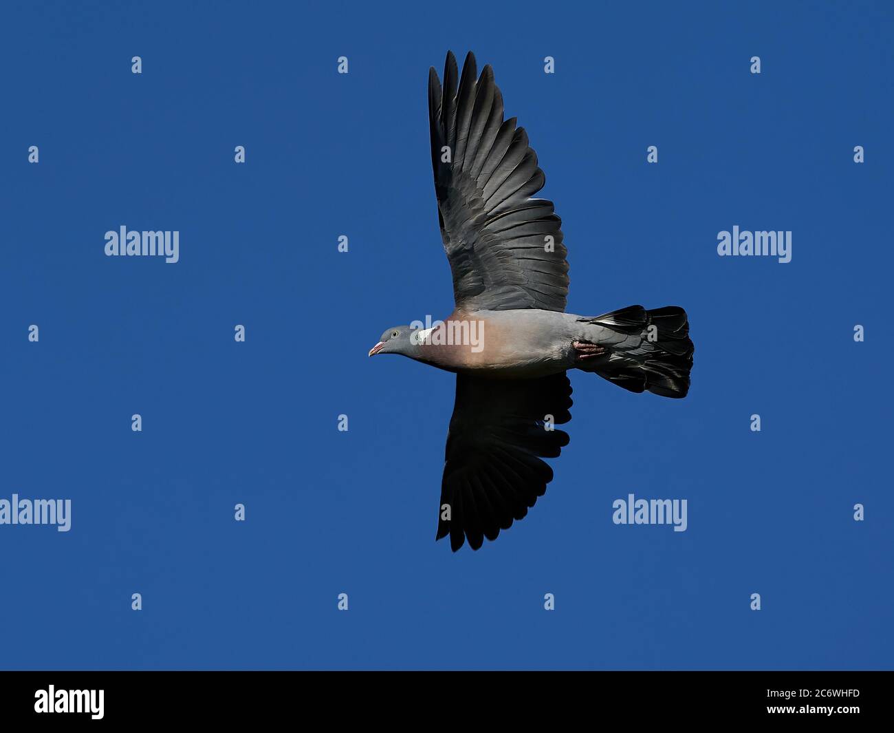Common wood pigeon in flight with blue skies in the background Stock ...