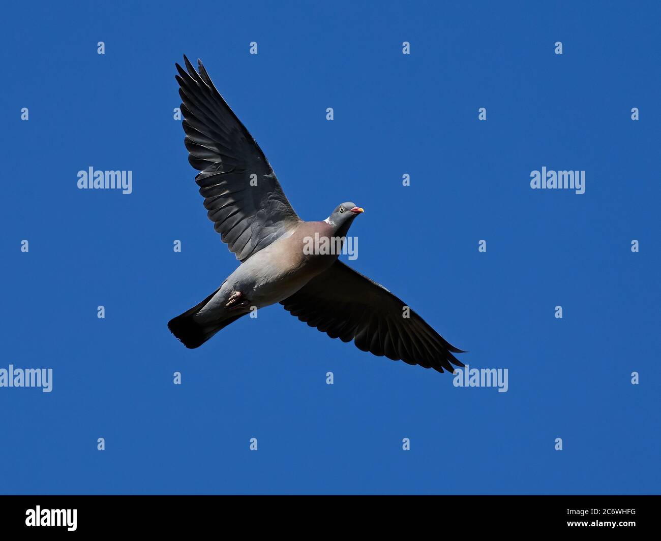 Common wood pigeon in flight with blue skies in the background Stock ...