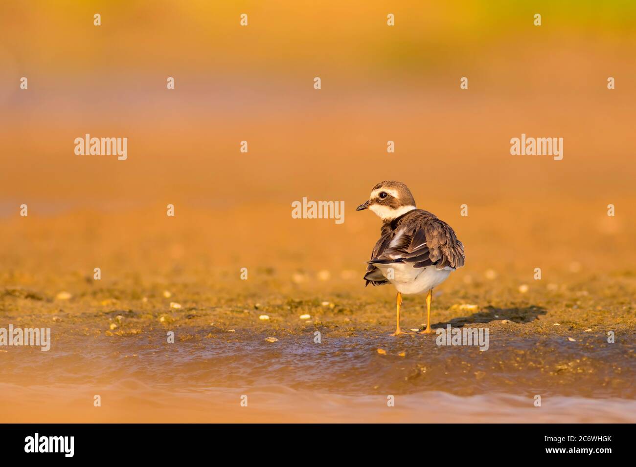Cute little bird. Yellow sand background. Bird: Common Ringed Plover ...