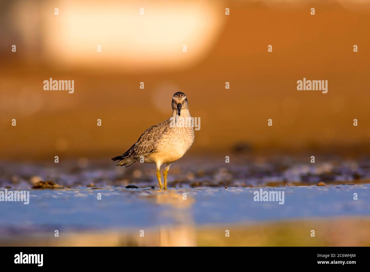 Cute water bird. Yellow nature background. Bird: Red Knot. Calidris ...