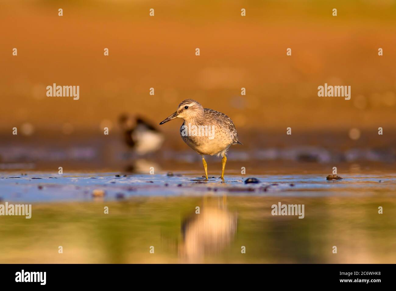 Cute water bird. Yellow nature background. Bird: Red Knot. Calidris ...